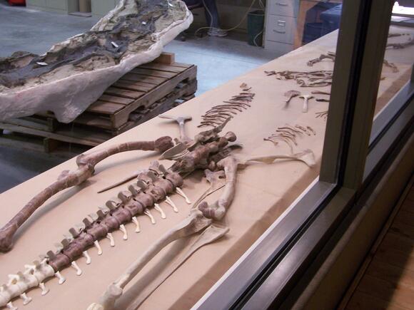 What to Do If You Find a Fossil in Your Backyard - NewsBreak