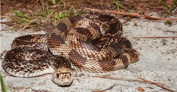 12 Common White Snakes (Pictures, Level of Dagner, and More) - NewsBreak