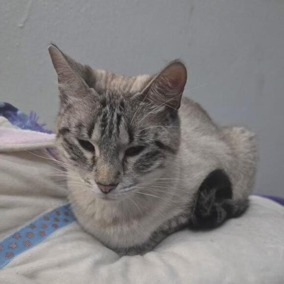 🐱 Friendly Cats Waiting for Adoption in Mt Vernon, AR - NewsBreak