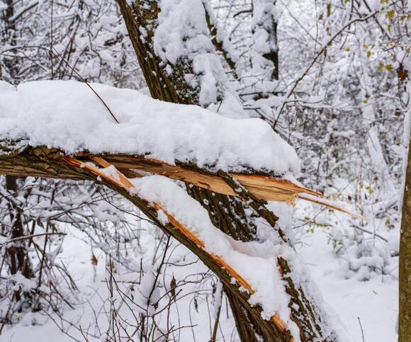 Did You Know Trees Can Explode Due to Extreme Cold? Here’s the Reality ...