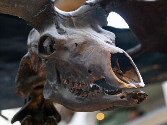 The Dinosaur With 1,000 Teeth - NewsBreak