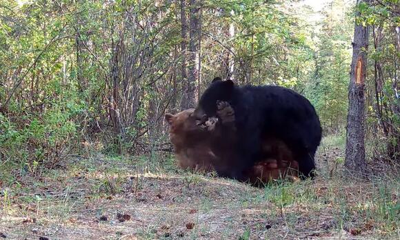 Two Young Black Bears Caught Wrestling On Canadian Trail Camera - NewsBreak