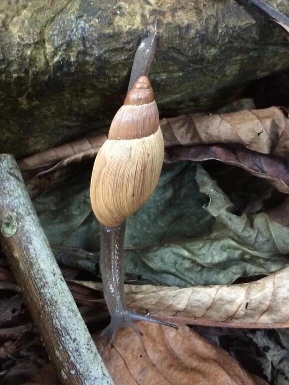 Complete Guide to Florida Snails: 18 Species You’ll Find in Your ...