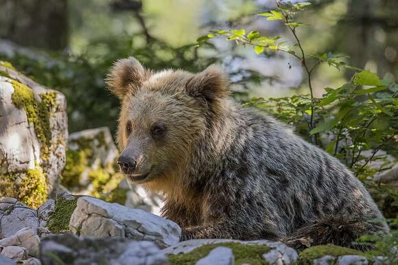 Bear Wanders Lithuanian Capital And Finds Unexpected Mercy - NewsBreak