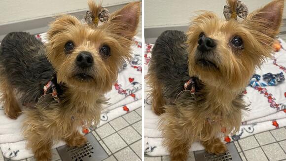 Meet Peanut: The Tiny 8.5lb Dog Who Adores People & is Looking for Love ...