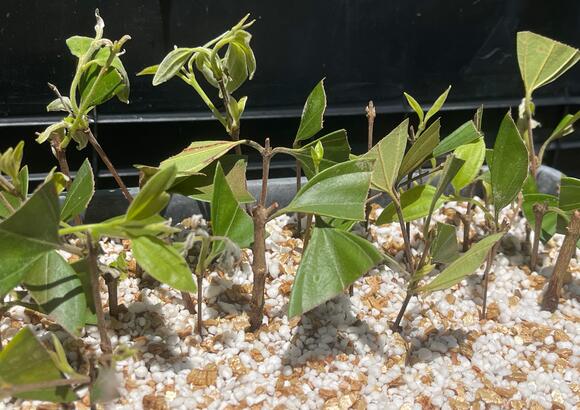 "It Sounds Like A Long Shot": Why Scientists Hope To Rescue A Zombie ...