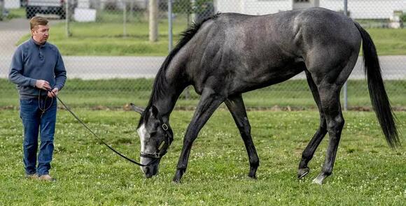 Great White Horse Update After Kentucky Derby Scratch Disaster With ...