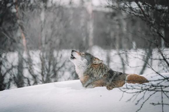 The American Gray Wolf Symbol of Wilderness or Misunderstood Menace ...
