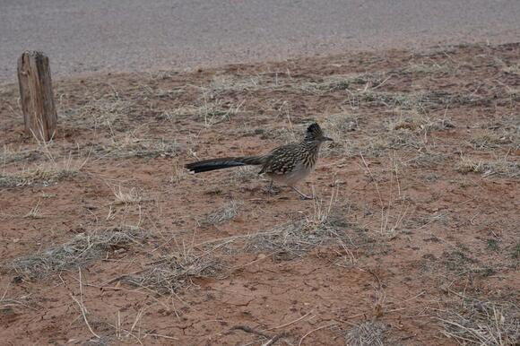 What You Need to Know Before Your First Visit to Palo Duro Canyon ...