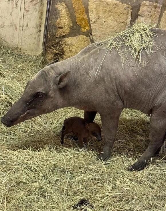 Endangered babirusa piglet born at San Antonio Zoo - NewsBreak