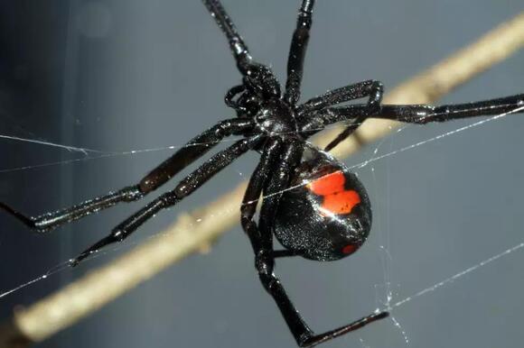 The Most Dangerous Spiders You'll Find in Texas - NewsBreak