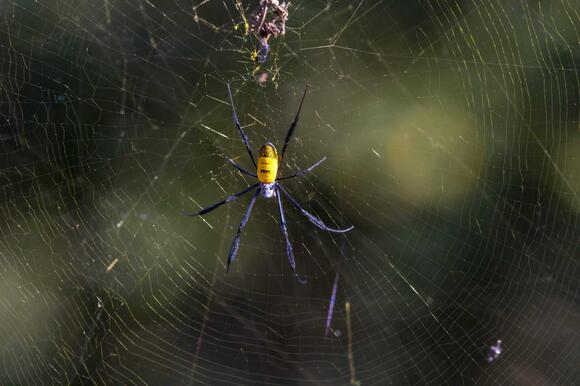 Meet the Real Spider Behind Spider-Man’s Powers - NewsBreak