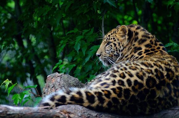 5 Big Cats That Are On the Brink of Extinction - NewsBreak