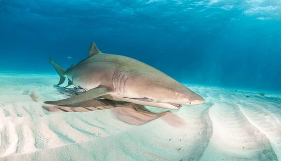 How Lemon Sharks Use Coastal Habitats as Nurseries - NewsBreak