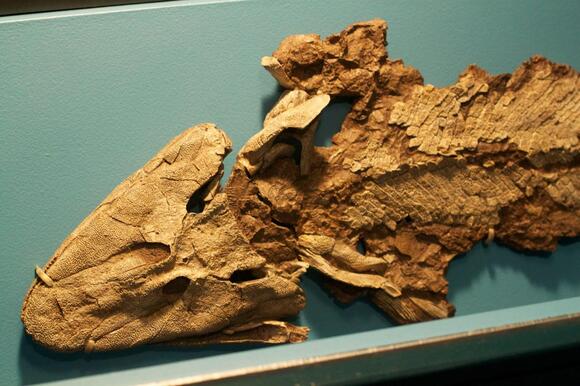 5 Ancient Fossil Discoveries That Rewrote Prehistoric History - NewsBreak