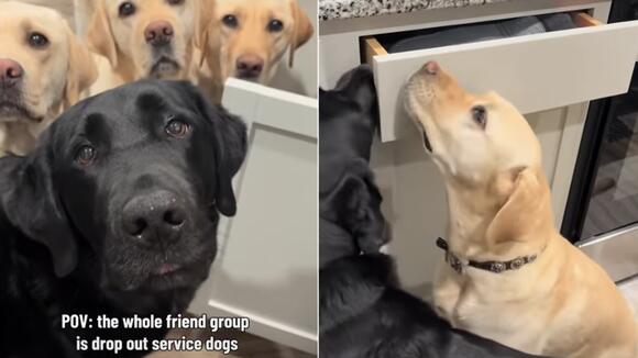 ‘Drop Out’ Service Dogs Hilariously Team up for Group Project - NewsBreak
