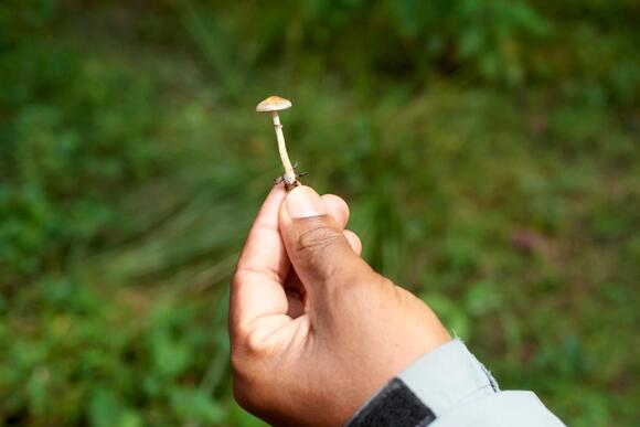 Magic Mushroom Compound Could Offer a New Approach to Treating Chronic ...