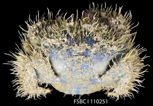 16 Types of Crabs in the Philippines Every Marine Enthusiast Should ...