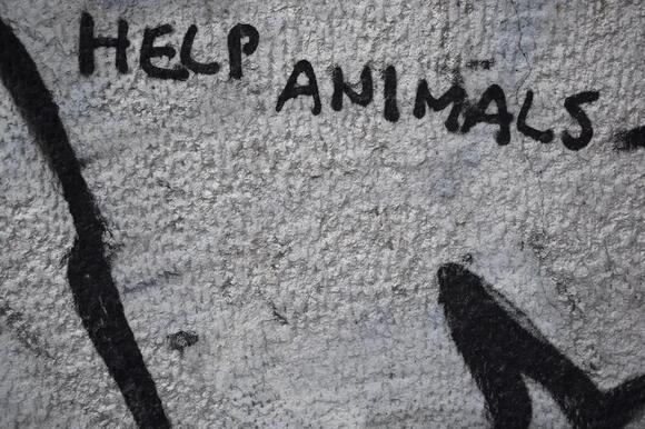 Scammers Draining Bank Accounts of Animal Lovers in Seconds: The Dark ...