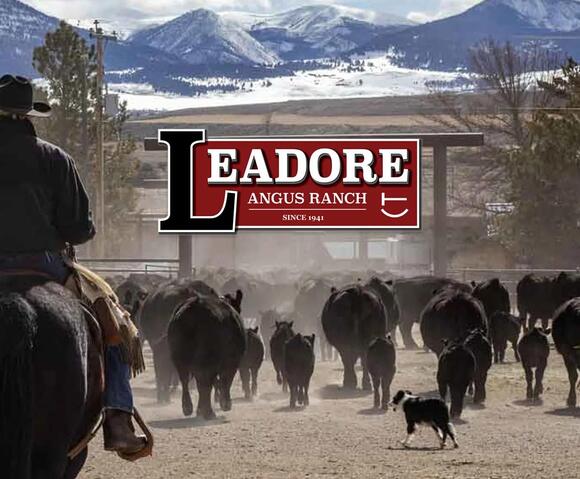Leadore Angus Ranch 2026 Bull Sale: High-Elevation Genetics Built for ...