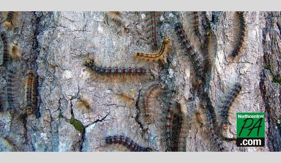 DCNR: Landowners should start planning spongy moth control measures now