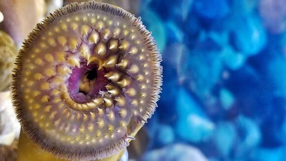 Invasive ‘vampire’ sea lampreys on the rise in the Great Lakes - NewsBreak