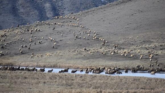 How Elk, Moose, and Bison Migrate Through the West - NewsBreak