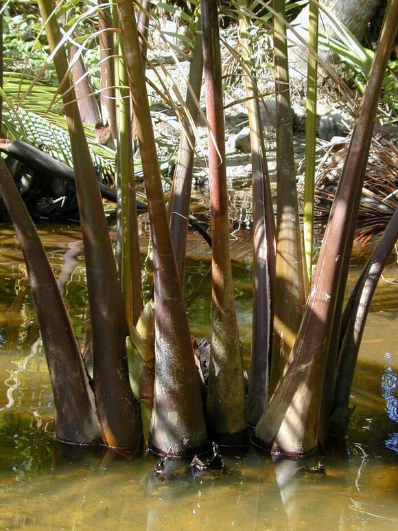 The Grisly History Of Bamboo Torture, The Excruciating Method Of ...