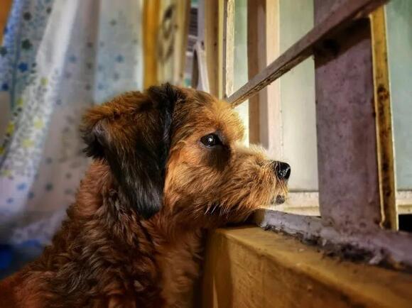 Why Some Dogs Cry When Their Owners Hug Strangers – The Sad Truth ...