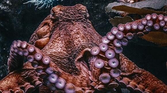Octopuses Demonstrate Problem-Solving Skills That Rival Many Mammals ...