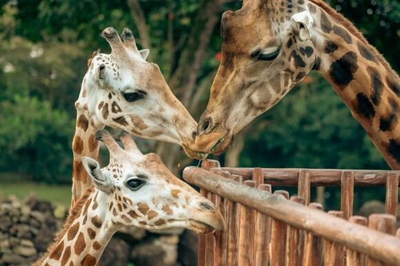 13 Ways Giraffes Have Evolved to Beat the Heat - NewsBreak