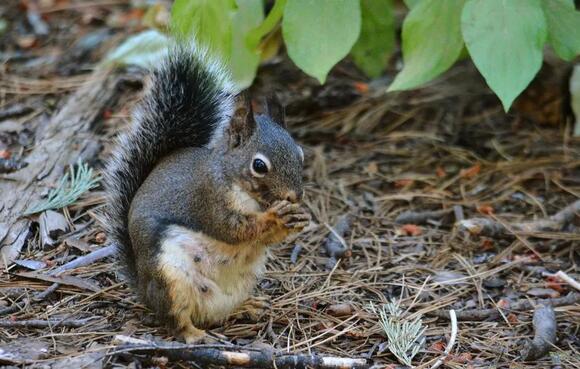 Squirrels in Portland Oregon: Every Species You’ll See - NewsBreak