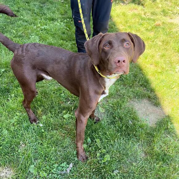 🐶 Playful & Loving Dogs Ready for Adoption in Tinton Falls - NewsBreak