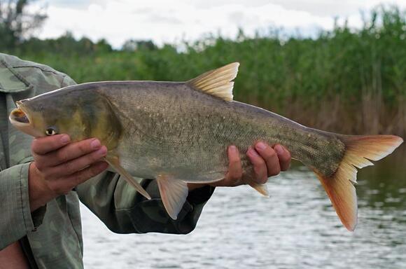 Redneck Fishing Tournament Returns To Illinois This Summer - NewsBreak