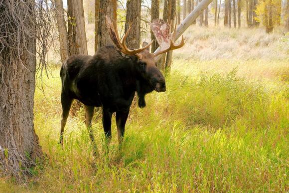 The Biggest Moose Ever Recorded in the US - NewsBreak