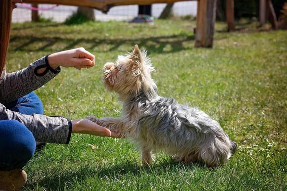 Are Small Dogs More Aggressive? Science Says Maybe The Surprising ...