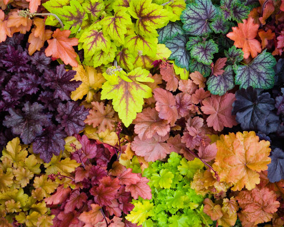 7 Must-Have Plants for Fall Window Boxes That Look Fabulous Even After ...