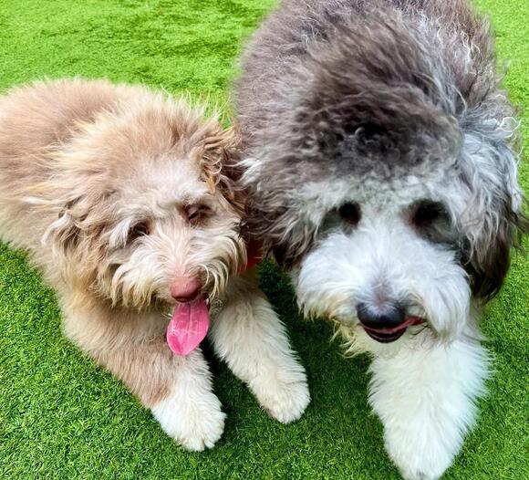 Chicago rescue sends 2 dogs to the Puppy Bowl: ‘He’s an absolute ...