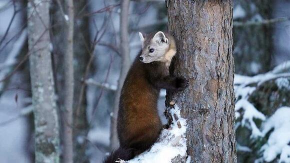 Predators of the American Forests You Rarely See - NewsBreak