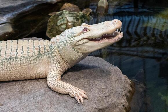 RIP Claude: San Francisco's Iconic Albino Alligator Dies Aged 30 ...