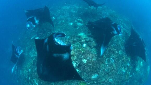 Why the Maldives Is the Best Place to Swim with Manta Rays - NewsBreak