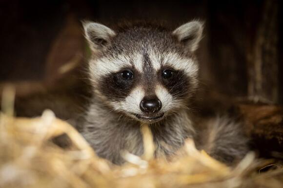 9 Animals That Love to Live in Attics (And How to Get Them to Move Out)