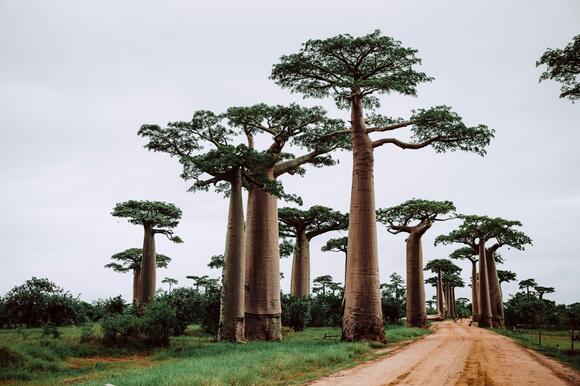 The Baobab Trees of Madagascar: How These Ancient Giants Store Water in ...
