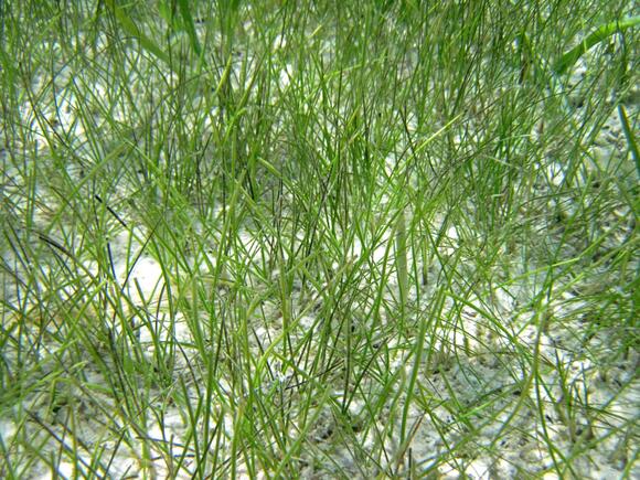 Dino Dung Reveals a Secret: Grasses Existed Before the Asteroid Hit ...