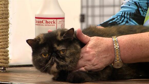 Cat Fest Colorado Springs 2024 draws hundreds