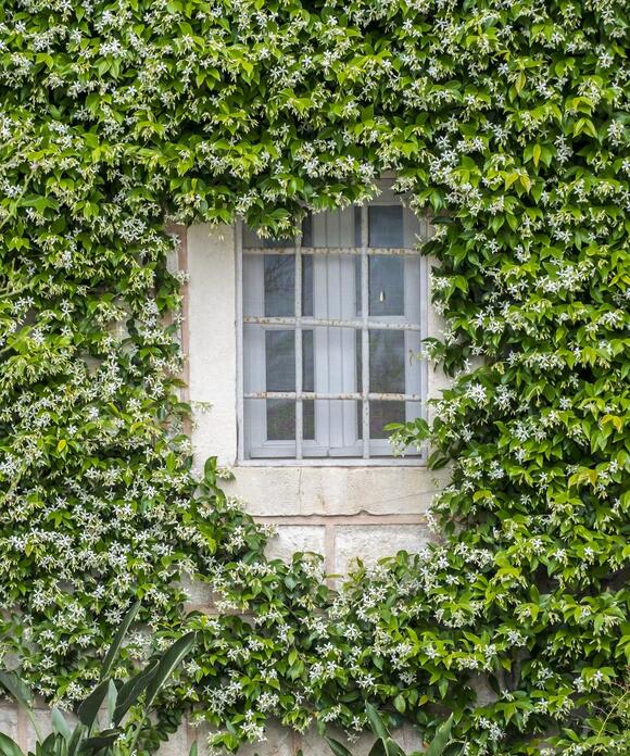 Climbing Plants Don't Always Have to Grow Up a Trellis – These 5 ...