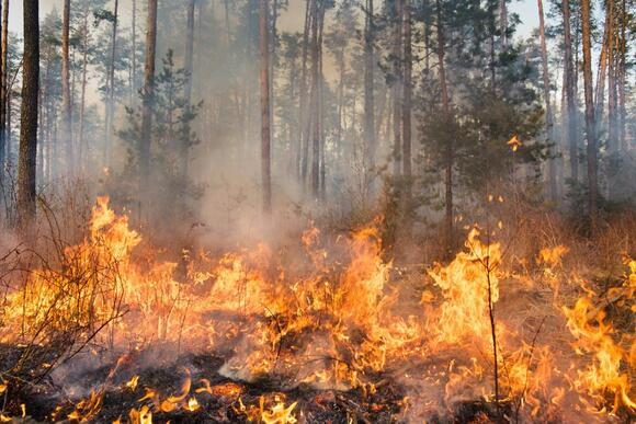 Is Your Parish Under a Burn Ban? Louisiana Issues Widespread ...