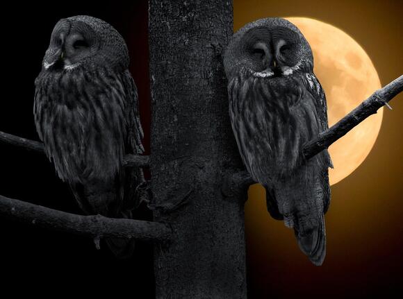 10 Fascinating Spirit Animal Myths and Their Cultural Meanings - NewsBreak