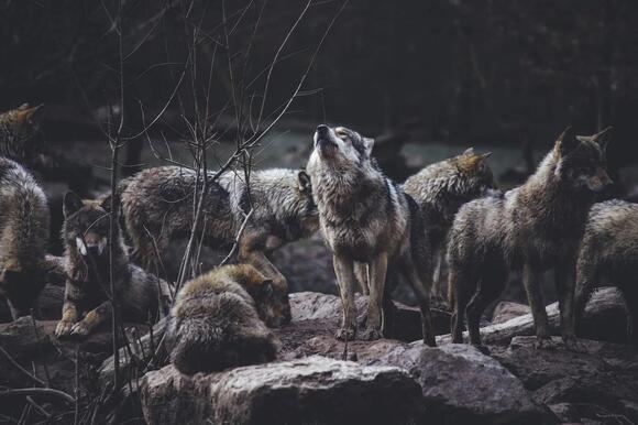 Mother Wolf Reunites With Her Pack of Grown Cubs - NewsBreak