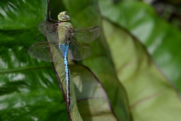 13 Fastest Insects in the World - NewsBreak